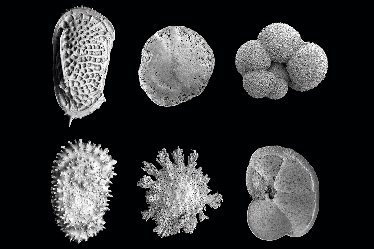Microfósiles: pequeños testigos del pasado