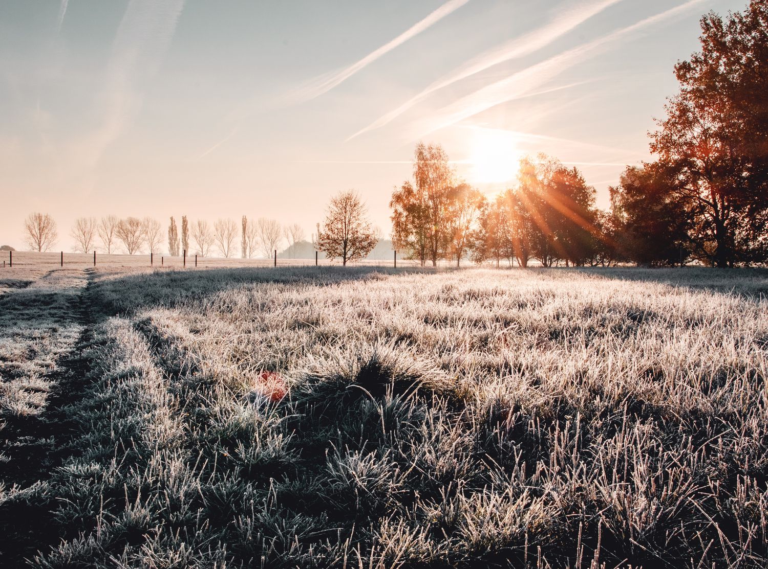 Heladas invernales. Tipos e impactos